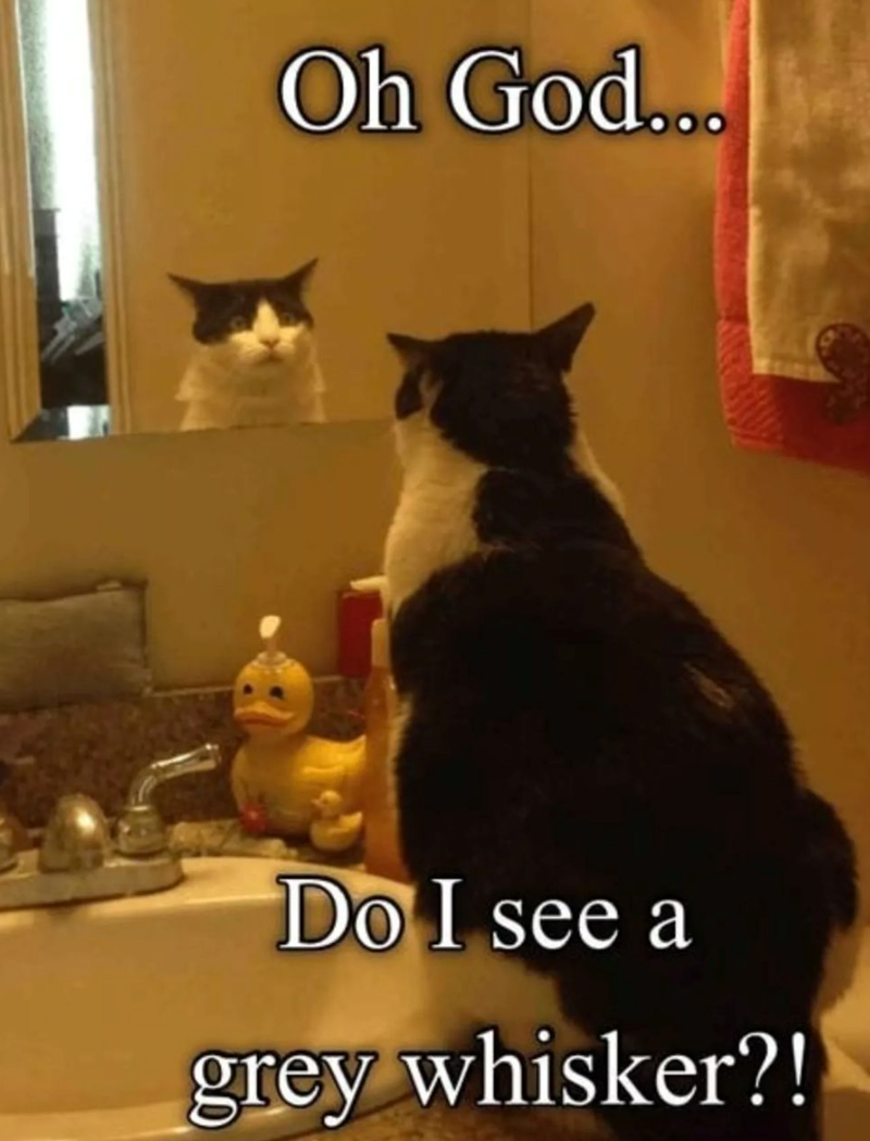 24 Tuxedo Cat Memes For Pawrents Who Own Felines That Are Black White