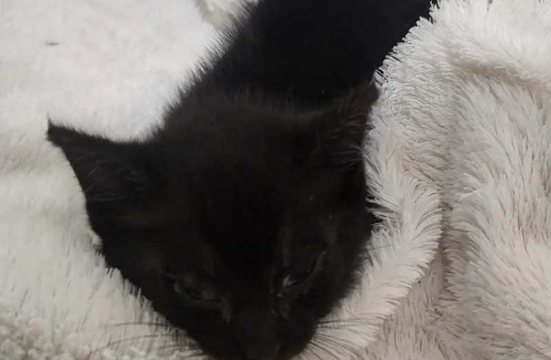 Possum the cat pops her head out of vent in ceiling, woman uses ...