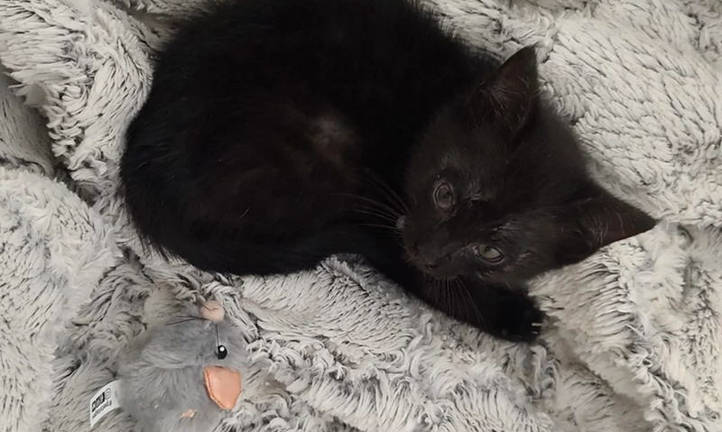 Possum the cat pops her head out of vent in ceiling, woman uses ...