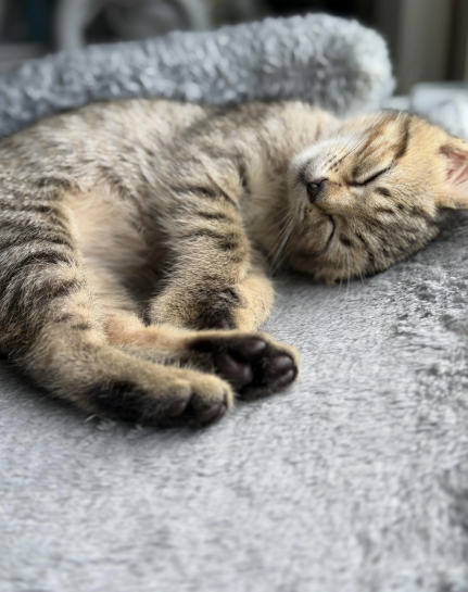 Beautiful kitten found outside home crying for his mama, two people ...