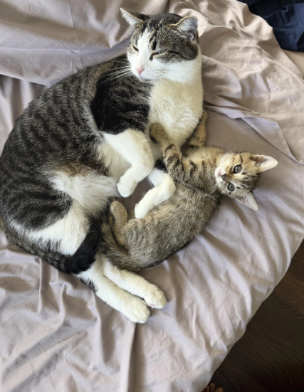 Beautiful kitten found outside home crying for his mama, two people ...