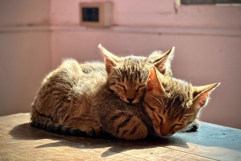 Inexperienced cat owner gets discouraged by newly adopted cats hiding ...