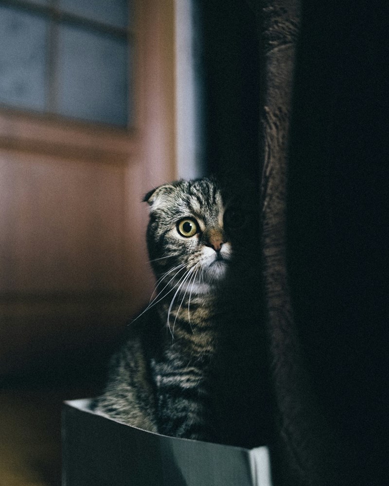 Inexperienced cat owner gets discouraged by newly adopted cats hiding ...