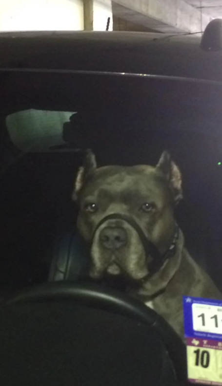 20 Cute Canines in Cars Craving the Tantalizing Taste of Adventure ...