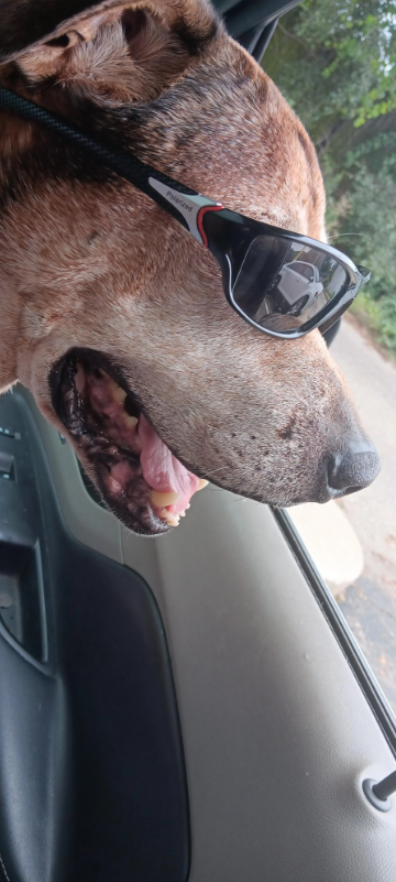 20 Cute Canines in Cars Craving the Tantalizing Taste of Adventure ...
