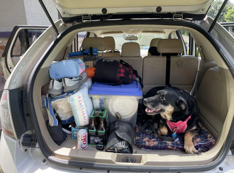 20 Cute Canines in Cars Craving the Tantalizing Taste of Adventure ...