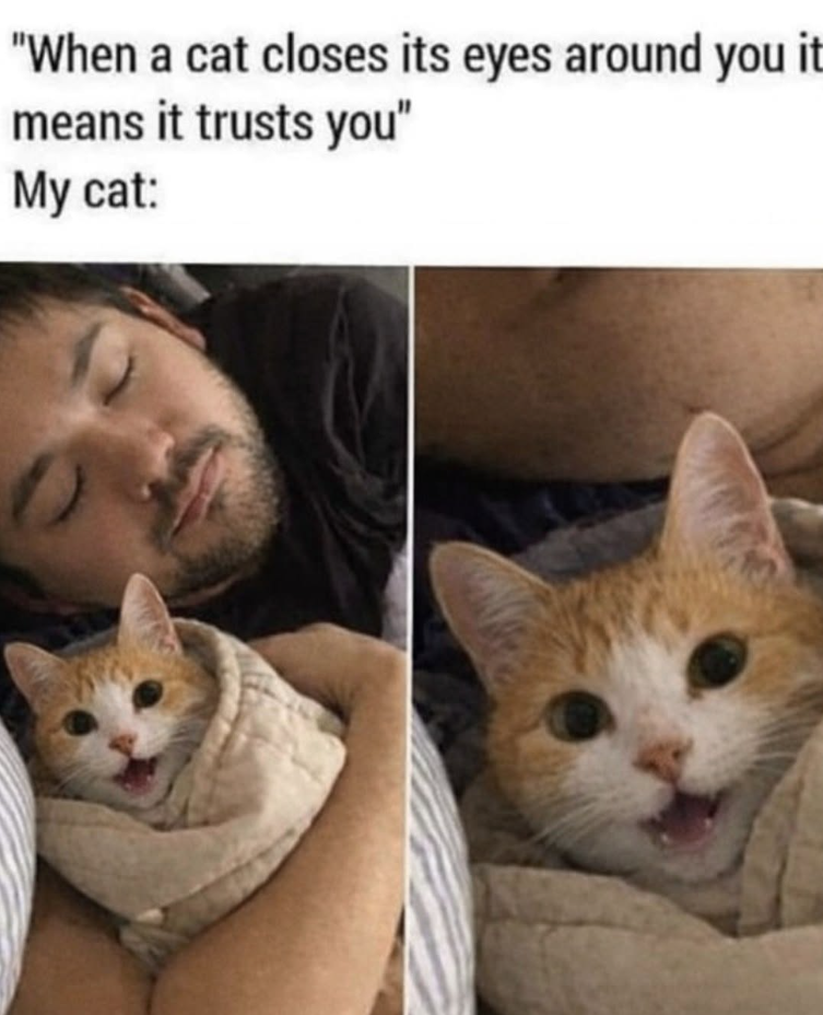 25 Snuggly Fluffy Felines for a Much-Needed Calming Comfort Reset - I ...