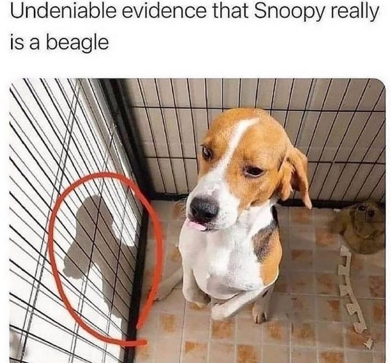25 Downright Delightful Dog Memes For Dog Dads Indulging in ...