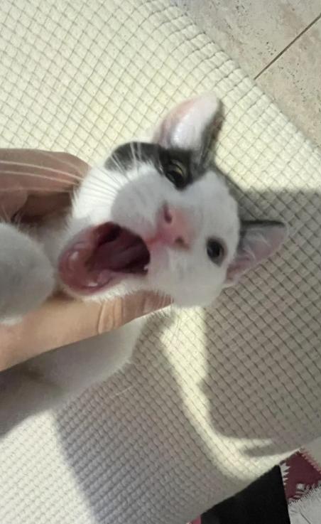 21 Hissterical Pics of Chaotic Cat Children Controlled by their ...