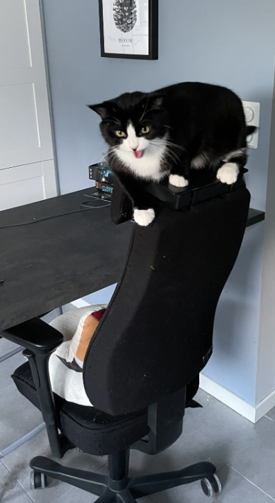 21 Hissterical Pics of Chaotic Cat Children Controlled by their ...