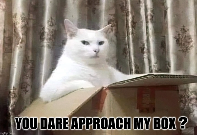 30 Hissterical Memes of Cats Who Believe Every Box Was Delivered ...