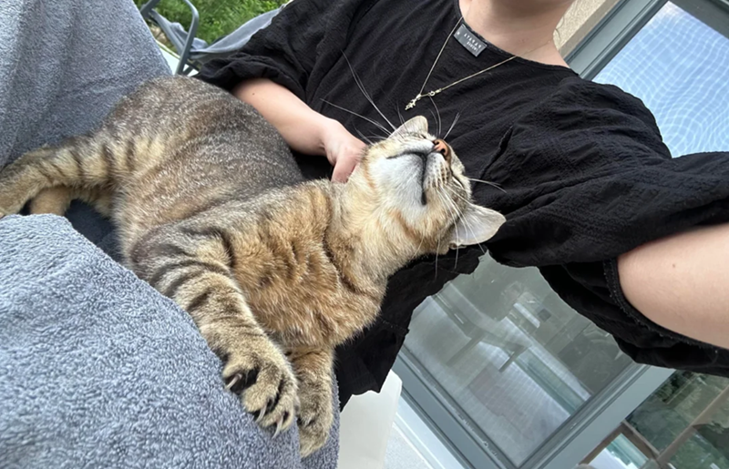 Woman on vacation falls for a local cat who won't let her leave, when ...