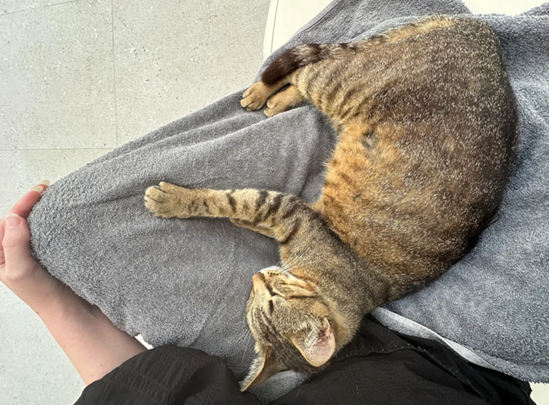 Woman on vacation falls for a local cat who won't let her leave, when ...