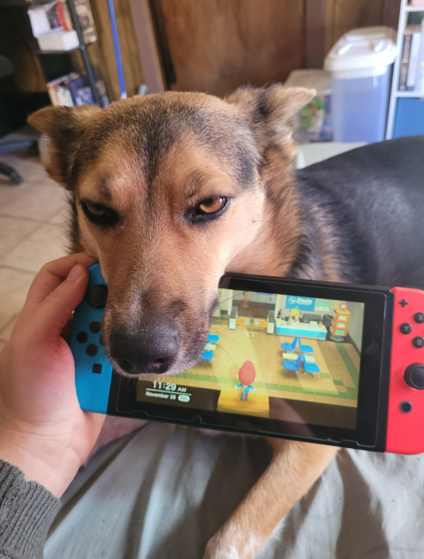 25 Velcro Puppers Pushing the Boundaries of their Pawrents’ Pawsonal ...