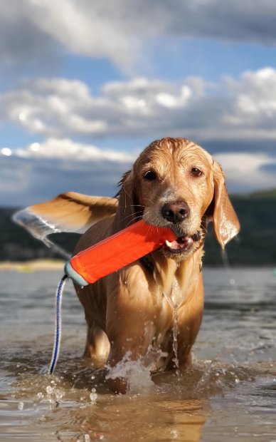 38 Golden Retrievers Enjoying a Sun-Soaked Summer Time in the Pool ...