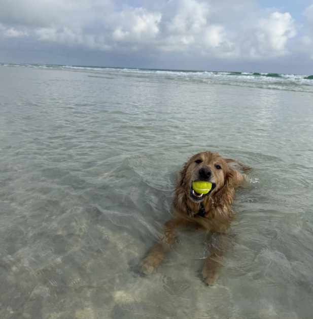 38 Golden Retrievers Enjoying a Sun-Soaked Summer Time in the Pool ...