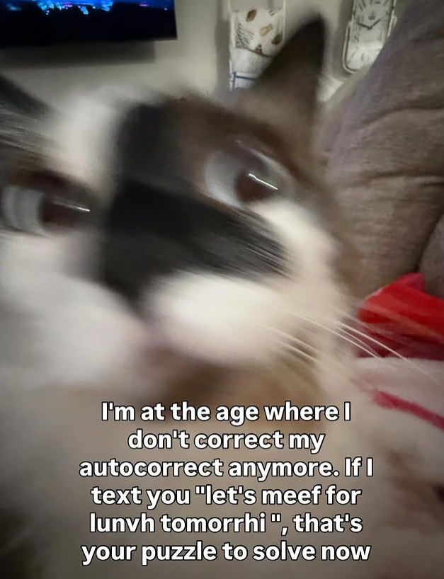 A Purrfect Collection of Cat Memes to Turn your Tuesday From Meh to ...