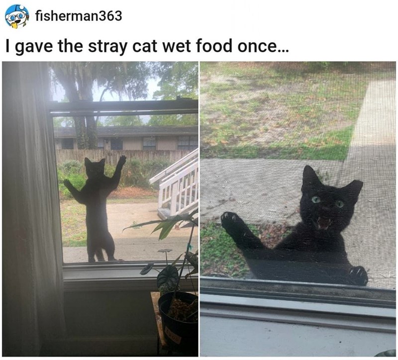 36 Feline Funnies Featuring Clawssic Cat Jokes - I Can Has Cheezburger?
