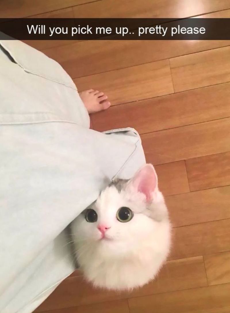 36 Feline Funnies Featuring Clawssic Cat Jokes - I Can Has Cheezburger?