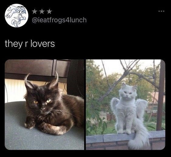 36 Feline Funnies Featuring Clawssic Cat Jokes - I Can Has Cheezburger?