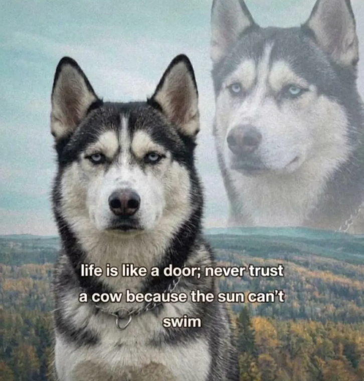 Big Paws and Loud Howls Without a Pause: 23 Husky Memes Worth Applause ...