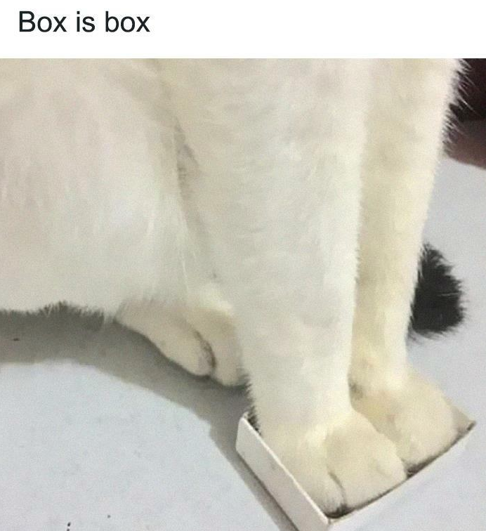 34 Caturday Cats Meowing Memes in Your General Direction - I Can Has ...