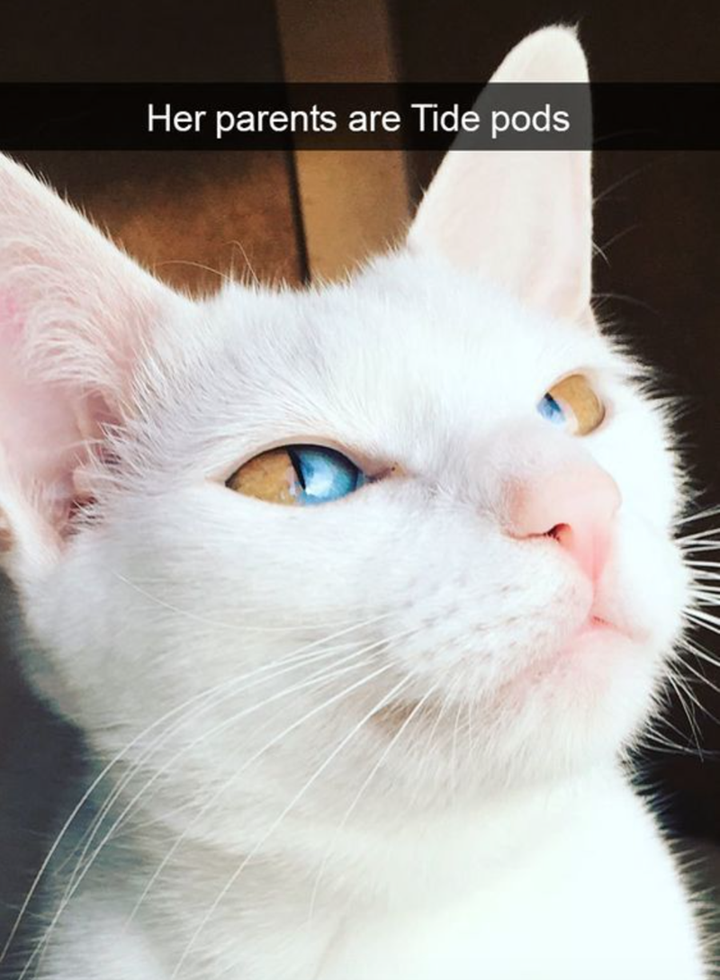 34 Caturday Cats Meowing Memes in Your General Direction - I Can Has ...