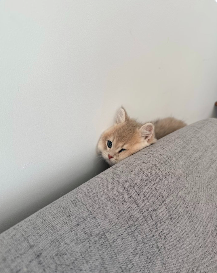 36 Heartwarming Friday Felines for a Dreamy Meowment of Cuddly Cat ...