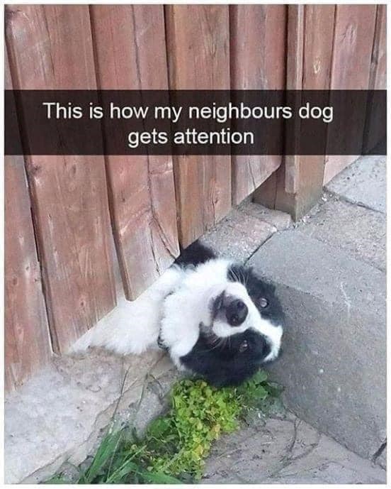 24 Wholesome Dog Memes Woofing You Some Weekend Vibes - Animal Comedy ...