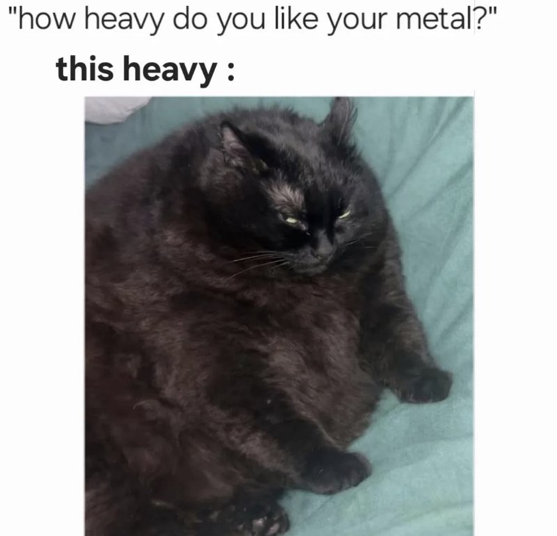 A Caturday Care Package of Memes for Cat Lovers Who Need a Silly ...