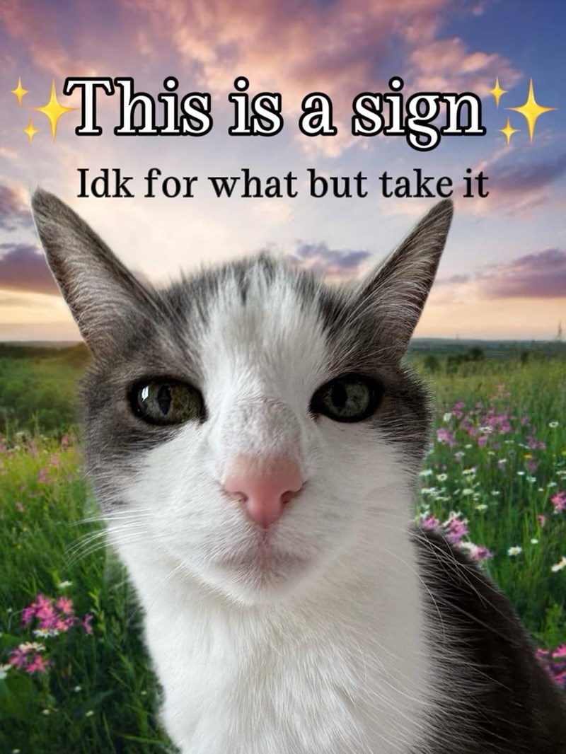 A Caturday Care Package of Memes for Cat Lovers Who Need a Silly ...