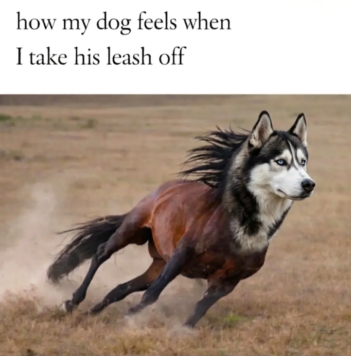 Big Paws and Loud Howls Without a Pause: 23 Husky Memes Worth Applause ...