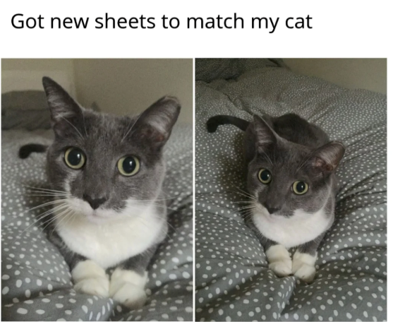32 Meowschievous Cat Memes Risking It All for a Taste of Tuna - I Can ...