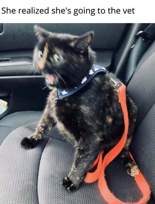 32 Meowschievous Cat Memes Risking It All for a Taste of Tuna - I Can ...