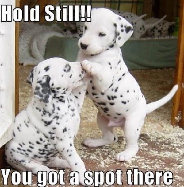 36 Very Dog Memes for When You Need More Dogs in Your Life - Animal ...