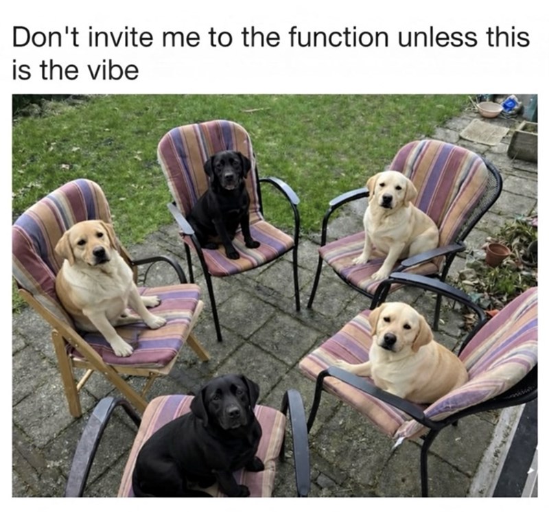 'Good boys get good memes': Dog Memes to Fill Your Morning Cup with ...