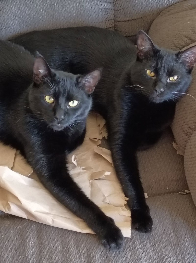 'Paint me like one of your French girls': 40 Cats Purrfectly Posing for ...