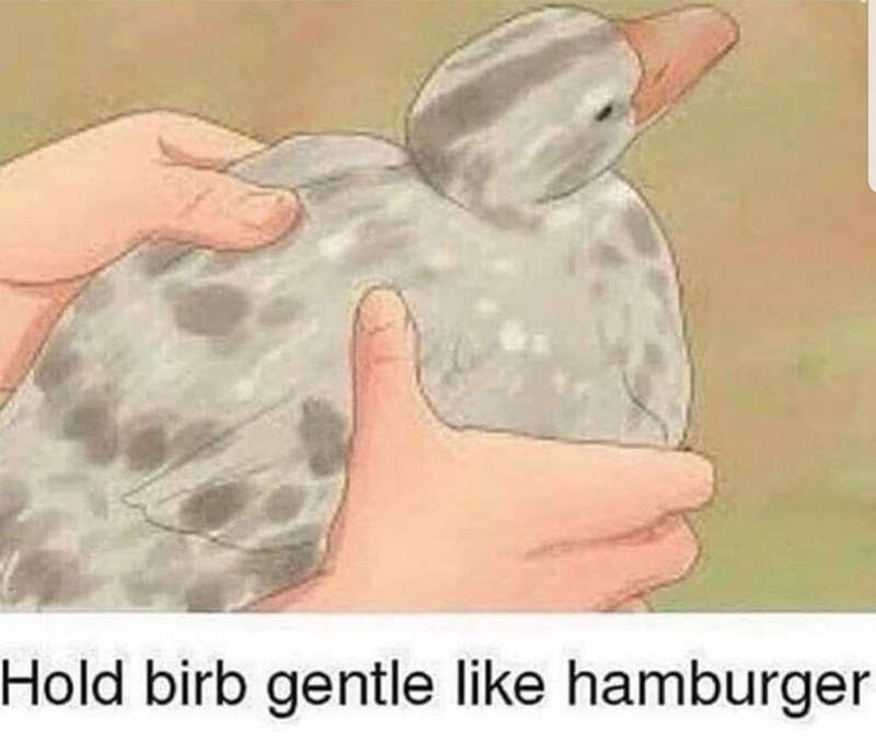 20 Perfectly Preened Bird Memes for Positively Pleased People - Animal ...