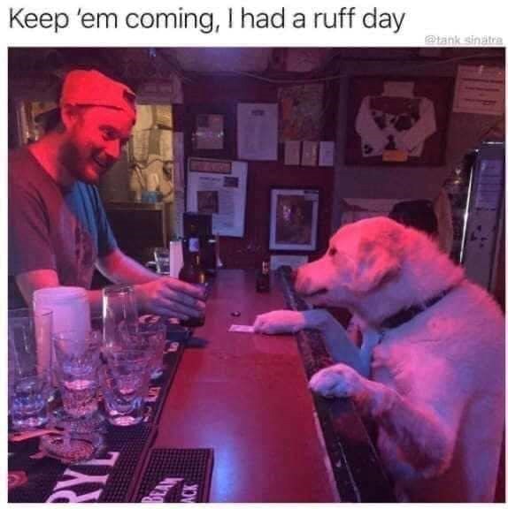 25 Blissful Borker Memes to Share With Both Dogs and People - Animal ...