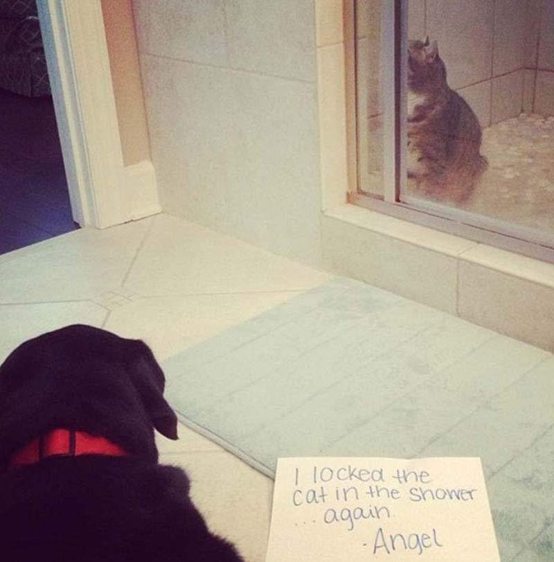 Sweet as Pie Cat Memes For a Dose of Deliciousness This Morning - I Can ...