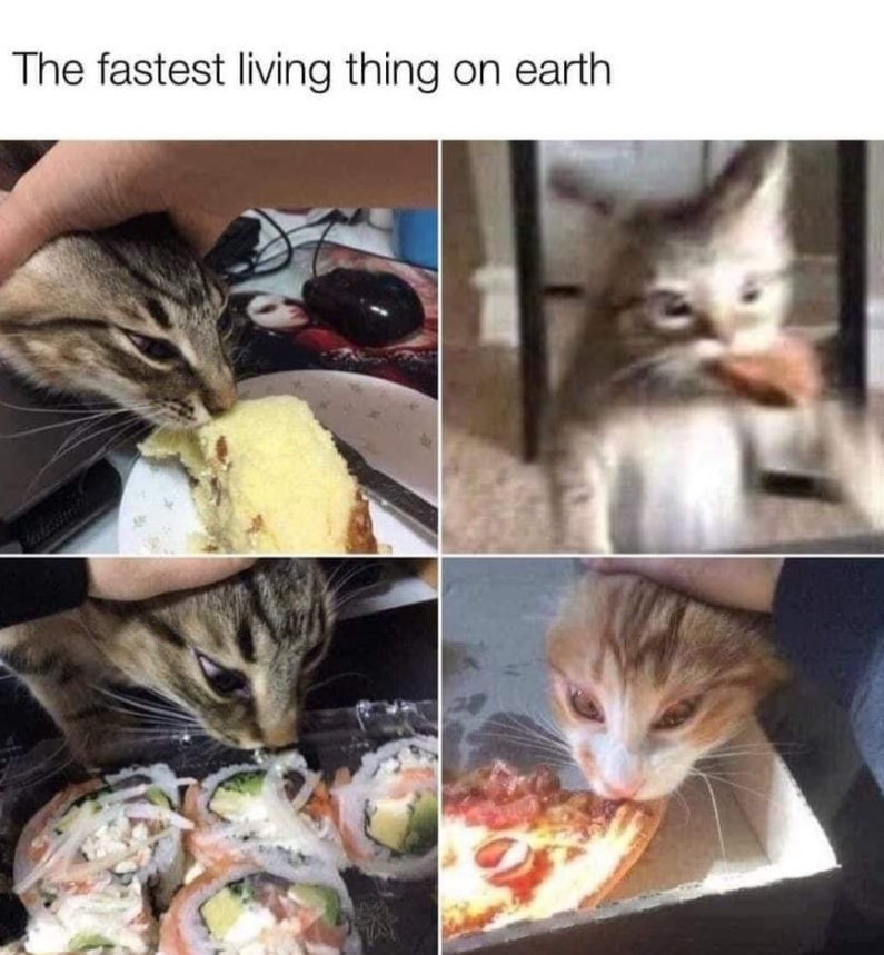 Sweet as Pie Cat Memes For a Dose of Deliciousness This Morning - I Can ...