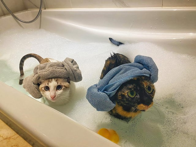 Vet recommends giving rescued cat a bath, owner expects the cat to hate ...