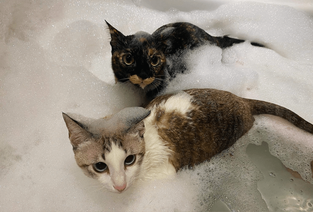 Vet recommends giving rescued cat a bath, owner expects the cat to hate ...