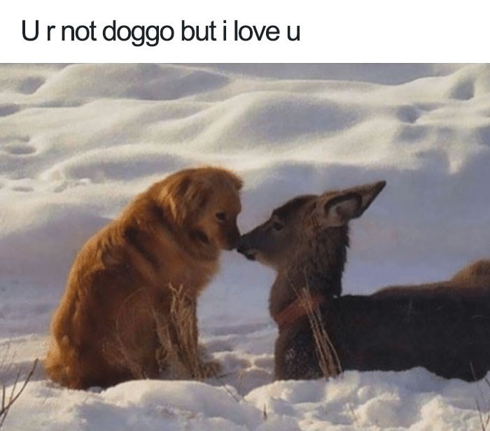 29 Doggo Funnies for Homebodies Whose Pawfect Day is a Day With Doggos ...