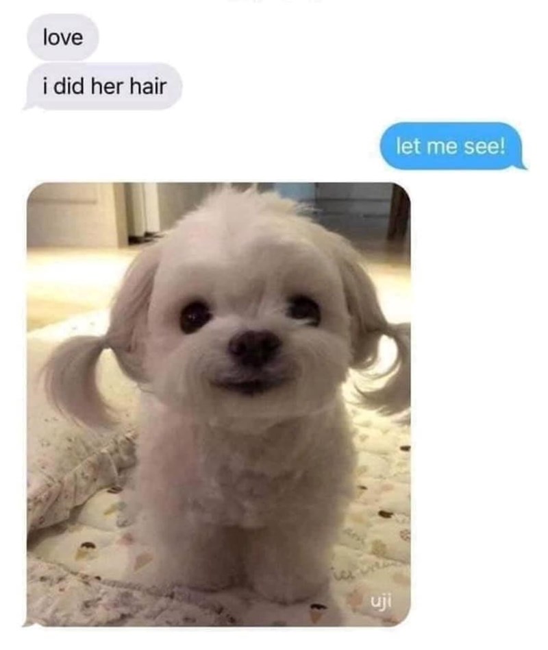 24 Delightfully Doofy Dog Memes to Brighten Your Whole Entire Day ...