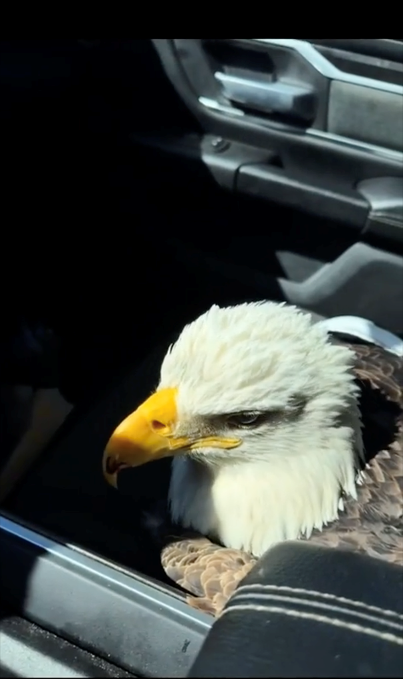 Watch: Distressed bald eagle found by Florida man on side of the ...