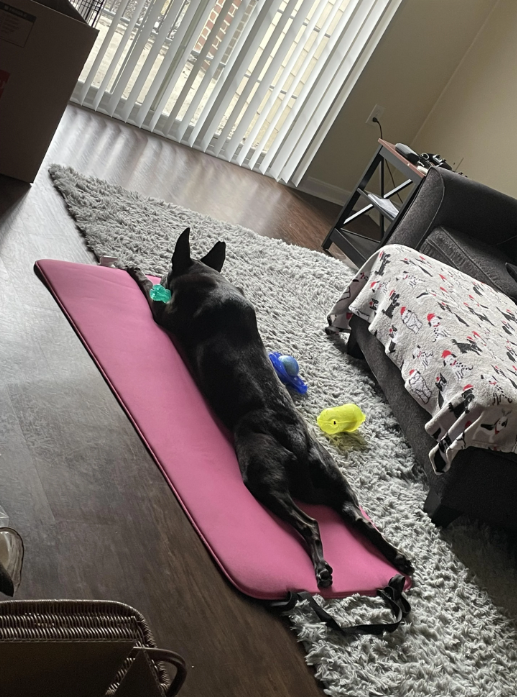 20 Calming Canine Yogis fur Hardworking Hoomans Who Yearn for some ...