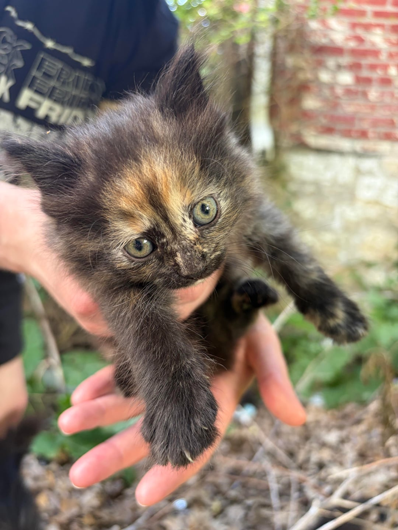 Person kindly feeds sweet stray cat, a week later, she brings them her ...