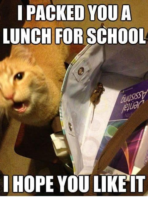 33 Feline-Filled Funny Memes for a Moment of Pawdorable Peace - I Can ...
