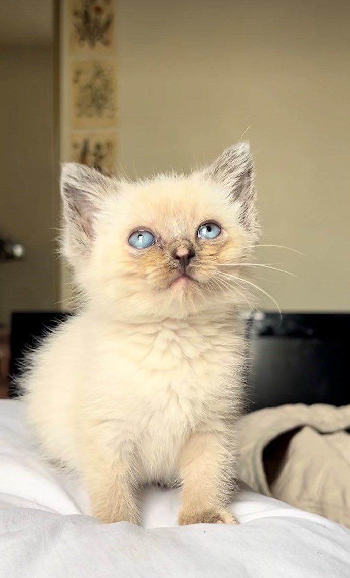 Woman rescues the struggling runt of the litter, kitten starts to ...